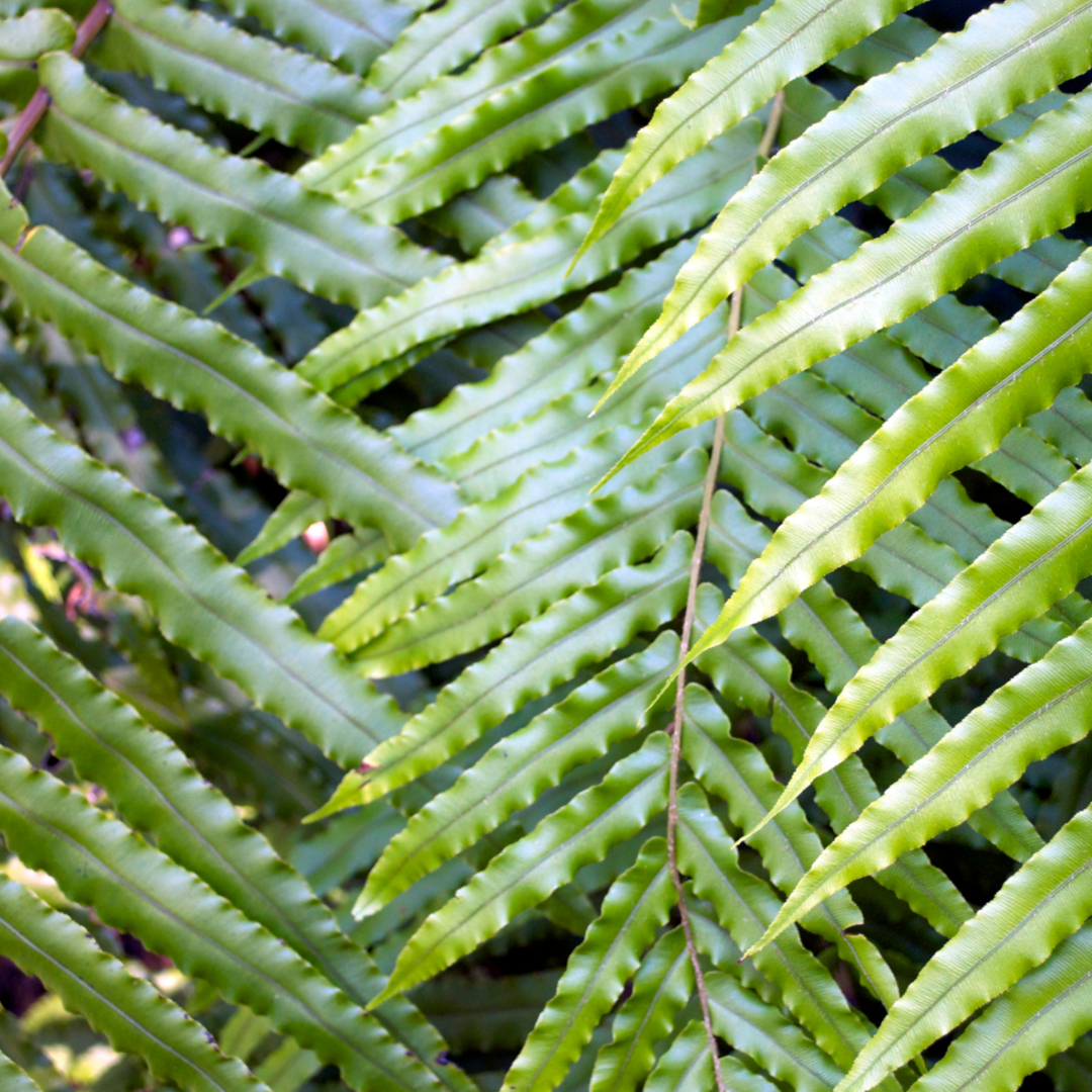 How to keep on keeping on... – First Light Natural Health®