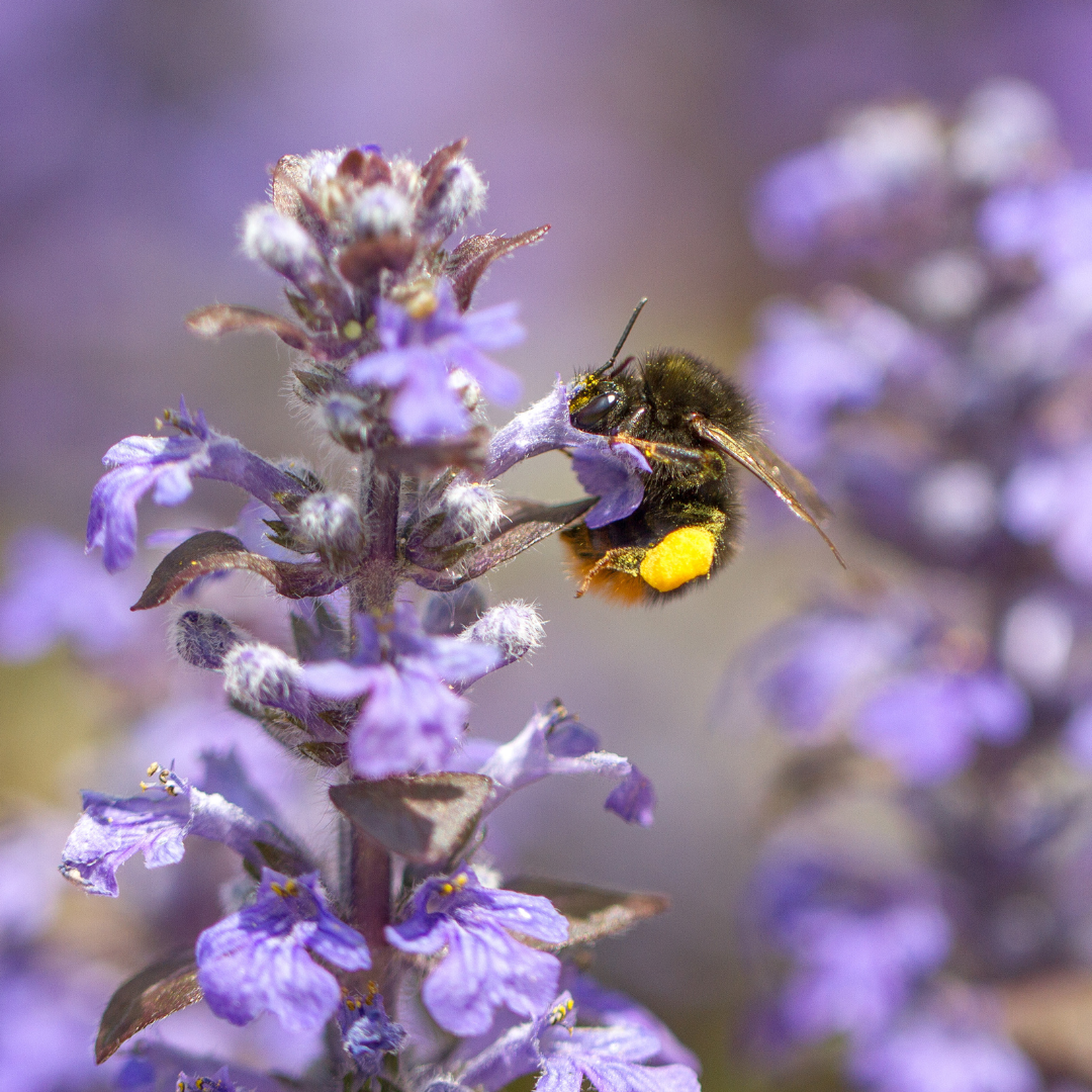 This bee is on to a good thing!! But did you know... – First Light ...